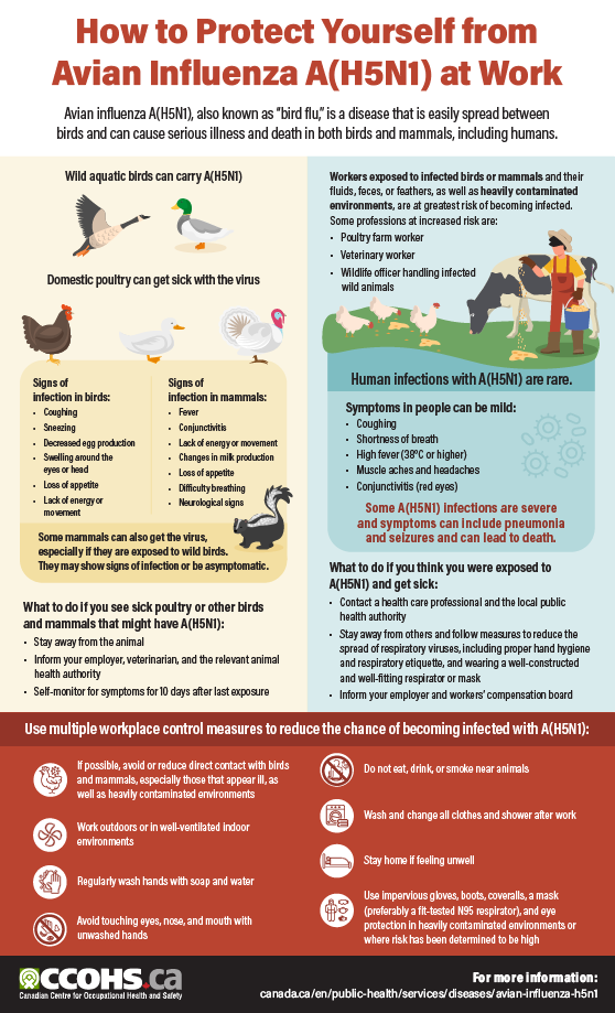 CCOHS: How to Protect Yourself from Avian Influenza A(H5N1) at Work ...
